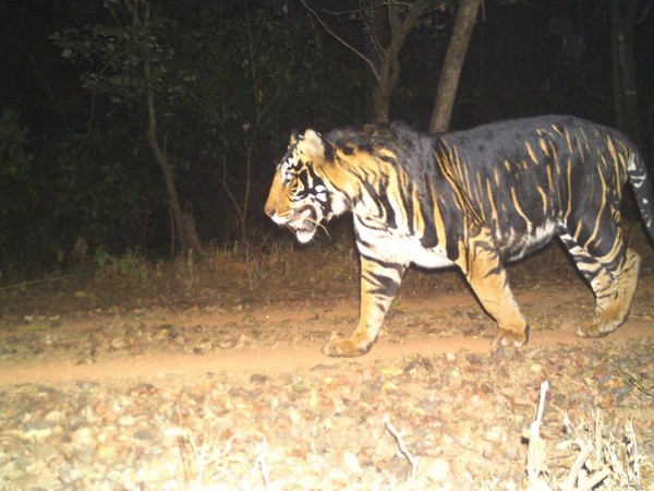 Odisha to establish world's first Melanistic Tiger Safari near ...