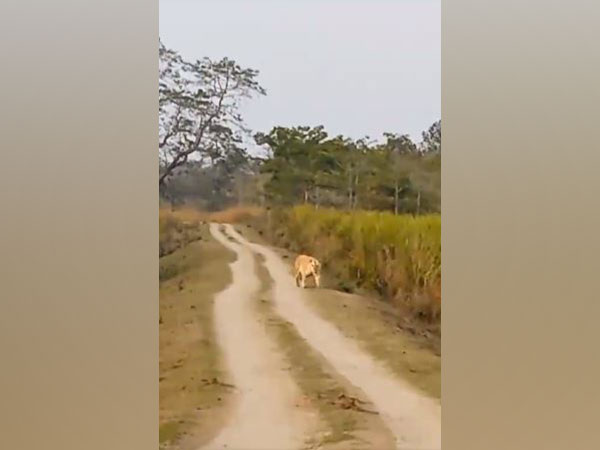 Assam: Rare 'golden tiger' spotted in Kaziranga National Park