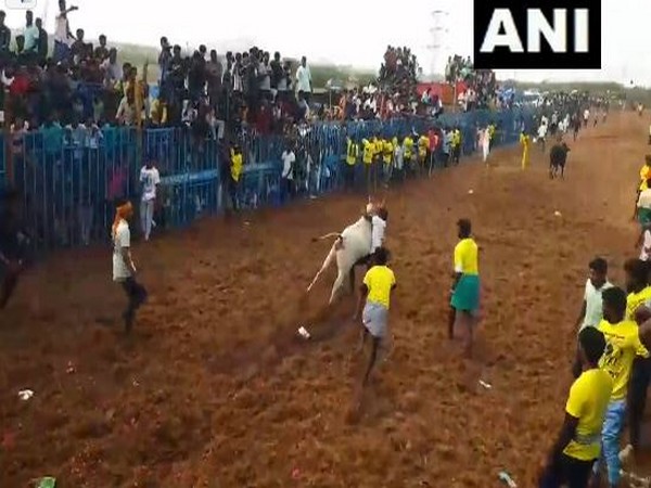 Jallikattu event held in Tamil Nadu's Pudukkottai, 15 injured in first ...