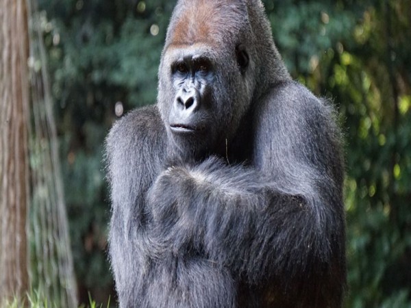 Researchers find four species of apes playfully tease each other