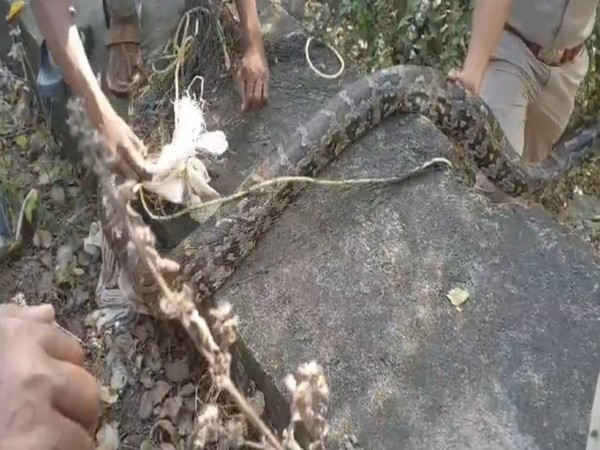 Andhra Pradesh: Fear grips fishermen after two massive pythons caught ...