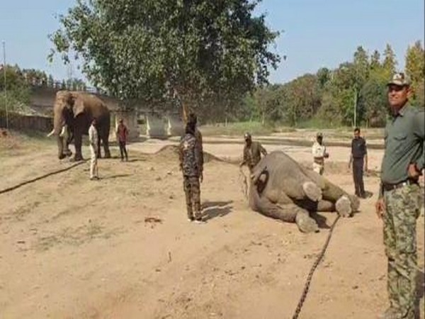 Forest department team begins rescue operation of elephants a day after ...
