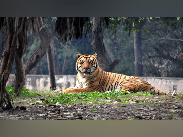 Punjab: Tiger 'Aman' shifted to Ludhiana from Chhatbir Zoo in Mohali