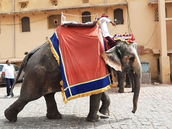 Retire Amer Fort Elephants and End Rides, Pleads World Animal ...