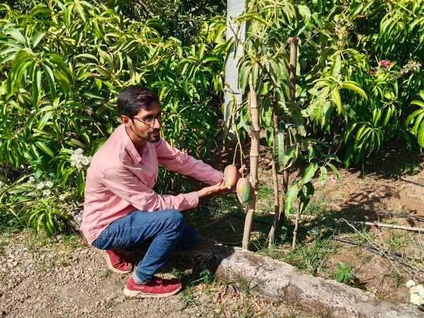 Indo-Israel Centre trains Gujarat farmers in high-density mango plantation