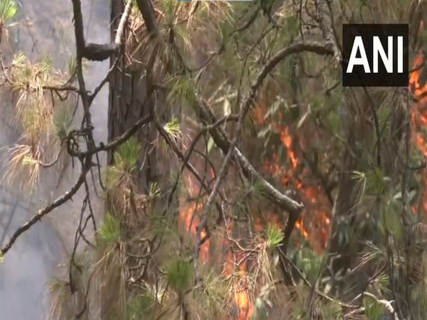 Himachal: Forest fire breaks out in Shimla's Tutikandi, no loss of life ...