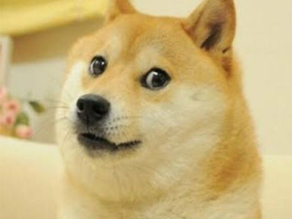 Kabosu, the Shiba Inu behind doge meme, passes away