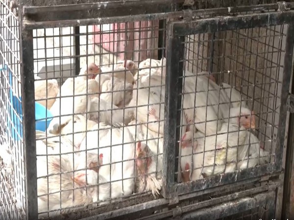 Chicken price goes up to Rs 300 per kg in Bengaluru as hot weather ...