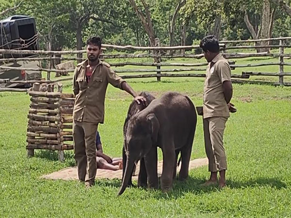 Tamil Nadu: Jumbo rejected by mom taken to 'elephant feeding camp'