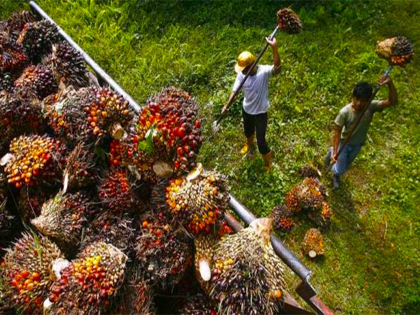 Smallholder Farmers Express Gratitude to the Asian Palm Oil Alliance ...