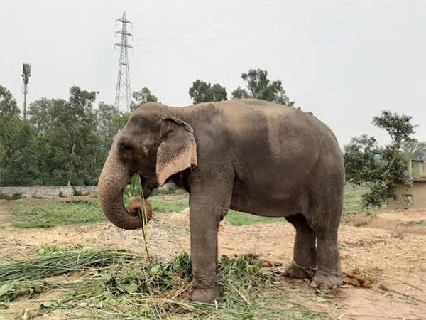 World Animal Protection Approaches Prime Minister to Prevent Elephant ...