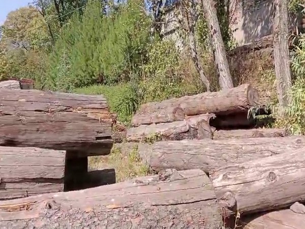 Crisis in PoJK: Deforestation devastates environment and livelihoods