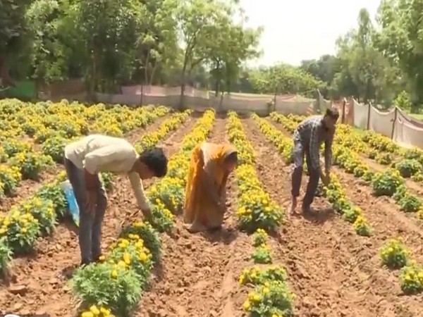 Gujarat: Over 20 lakh farmers pioneering 'Nano Revolution' with Nano fertilizers