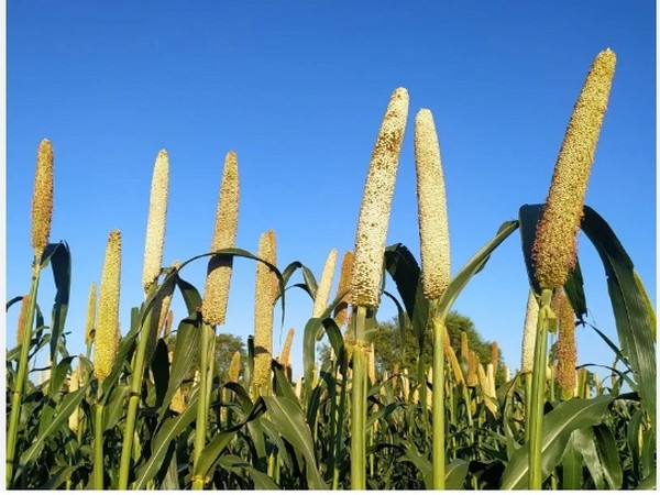 Government's production-linked incentive scheme promotes millet-based ...
