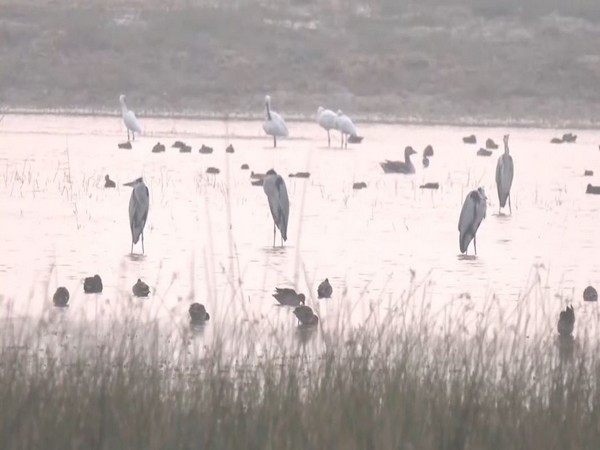 Tourists flock Nal Sarovar to witness migratory birds