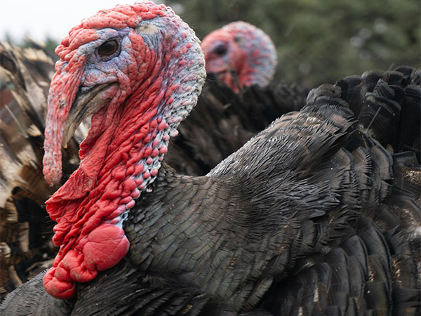 Israel: 14th case of bird flu this season uncovered