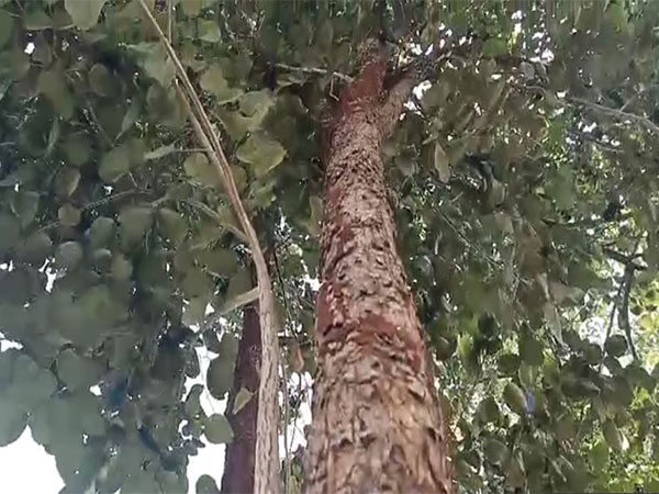 Odisha's Red sanders jungle loses thousands of trees in 33 Years, needs ...