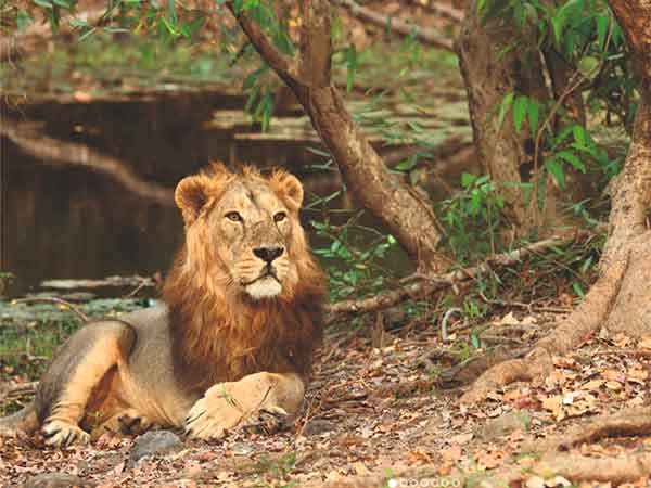 Gujarat: Union Government approves project lion for over Rs 2,900 crore for Asiatic lion ...