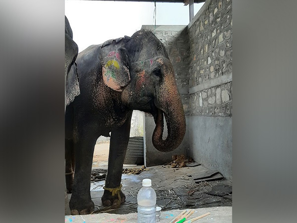 Elephant Rehabilitation Can Set Example for Captive Facilities, says ...