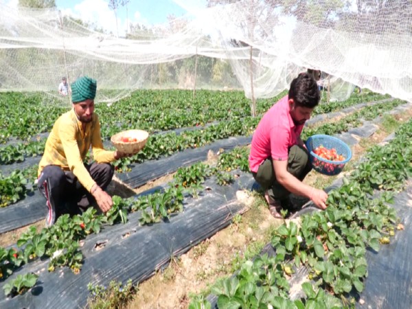 J-K: Udhampur sees surge in strawberry farming, thanks to govt schemes