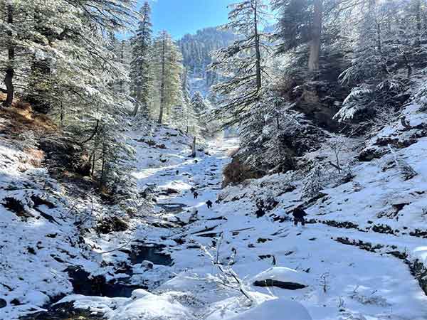 J-K: Terrorist eliminated in Kishtwar forest firefight, operation continues