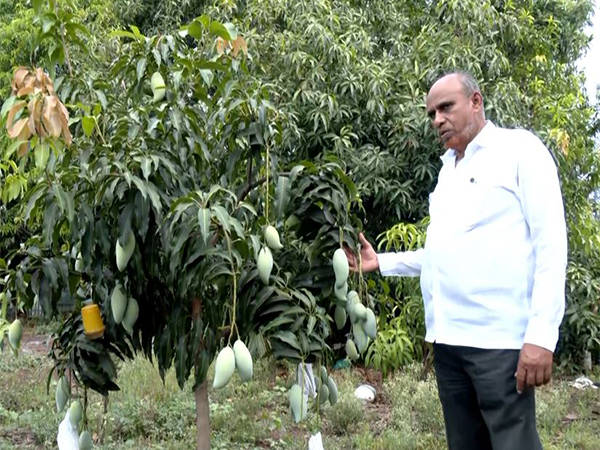 Pune farmer cultivates rare international mango varieties, including ...