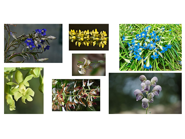 Uttarakhand doubles conserved plant species to 2228, including 120 ...