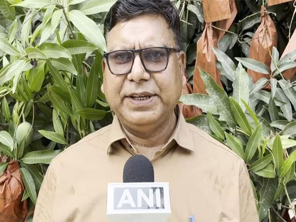 Malihabad's mango farmers adopt innovative bagging technique