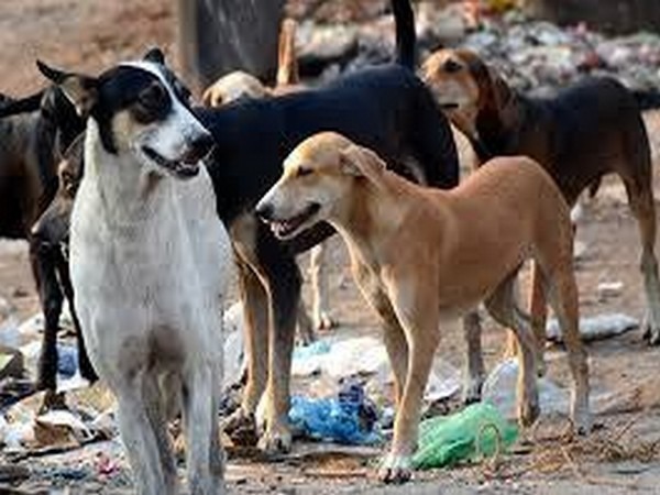 Mumbai man booked for unleashing dog on minor boy