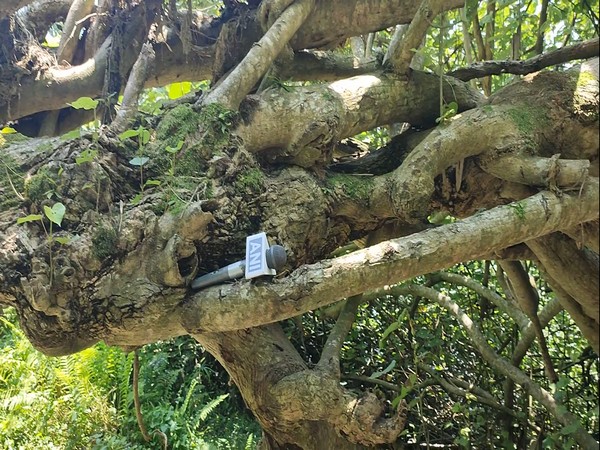 Kanchan trees, a nature-based solution to riverbank erosion in Majuli
