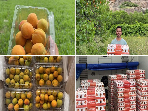 Kargil's apricots exported to Saudi, Kuwait, Qatar for first time