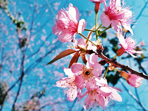Uttarakhand to celebrate Buransh and Padam flowering festivals on lines of Cherry festival of Japan