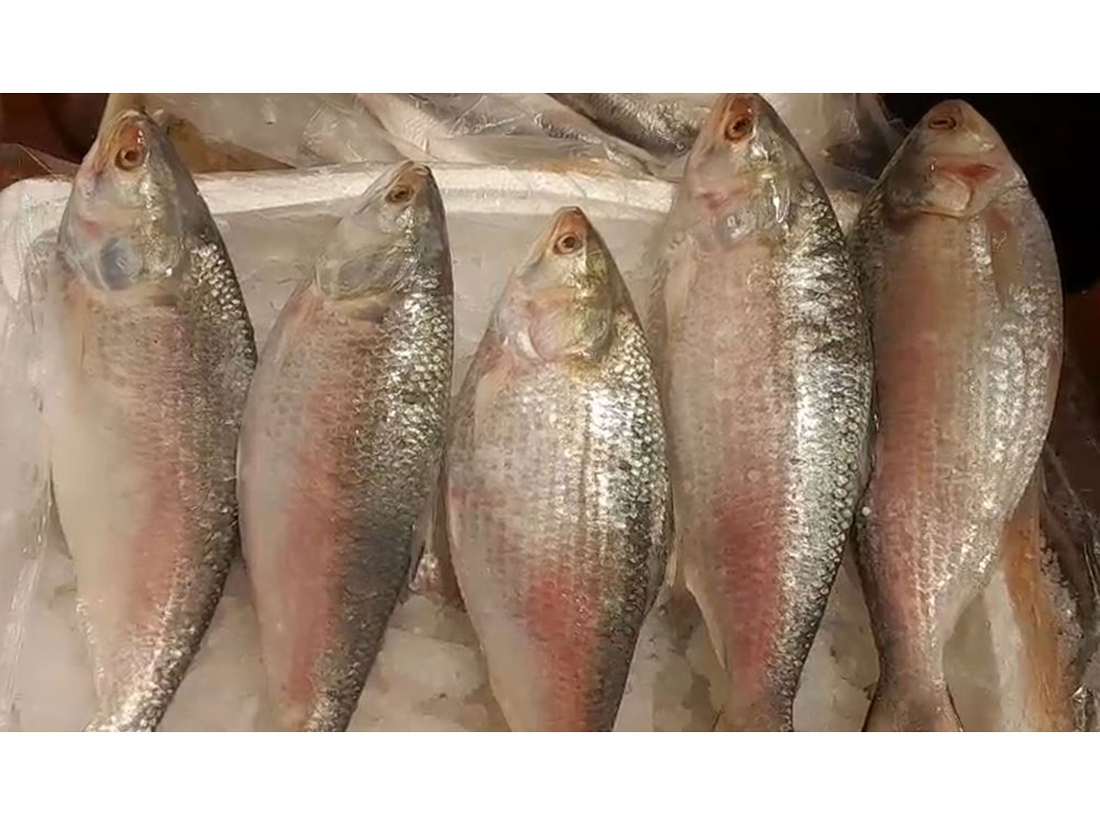 'Fish is good, but rates too high': Hilsa retailers wary as first batch ...