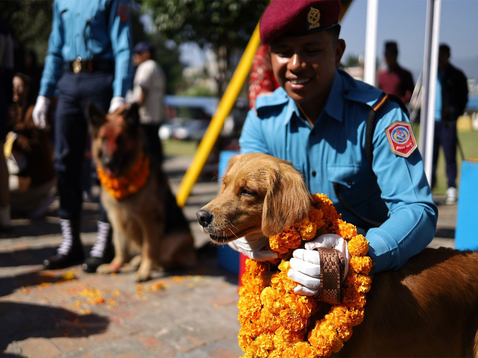 Kukur Tihar: Nepal honours dogs with garlands, feasts, and VIP ...