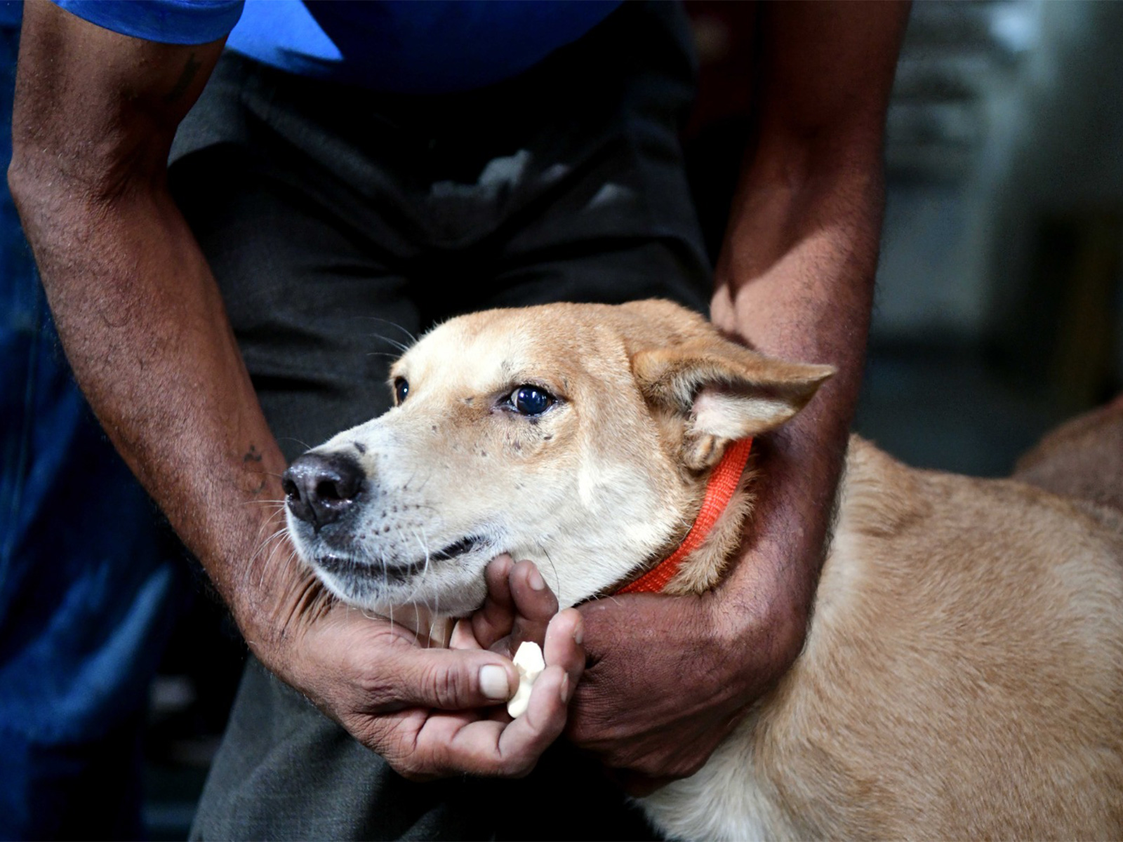 Delhi Government decides to declare Human Rabies a "Notifiable Disease"