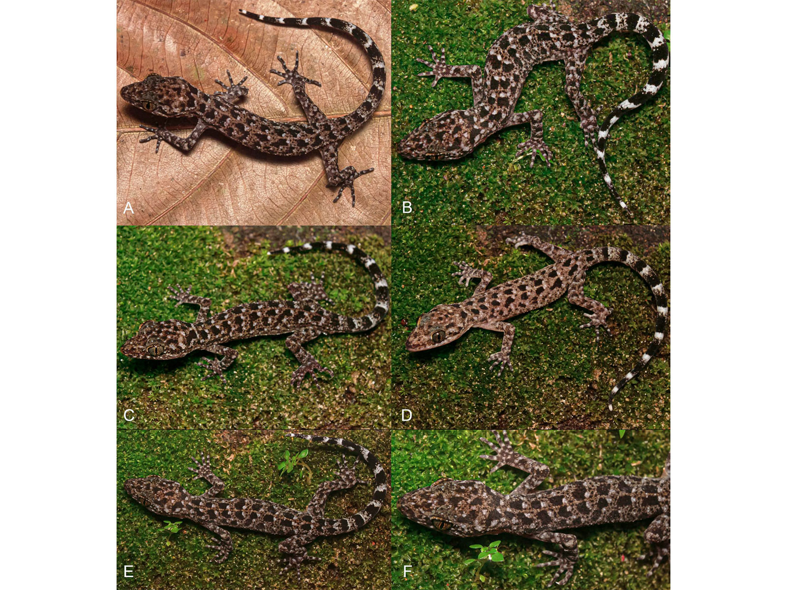 New Gecko species Cyrtodactylus Jayadityai discovered in Northeast India