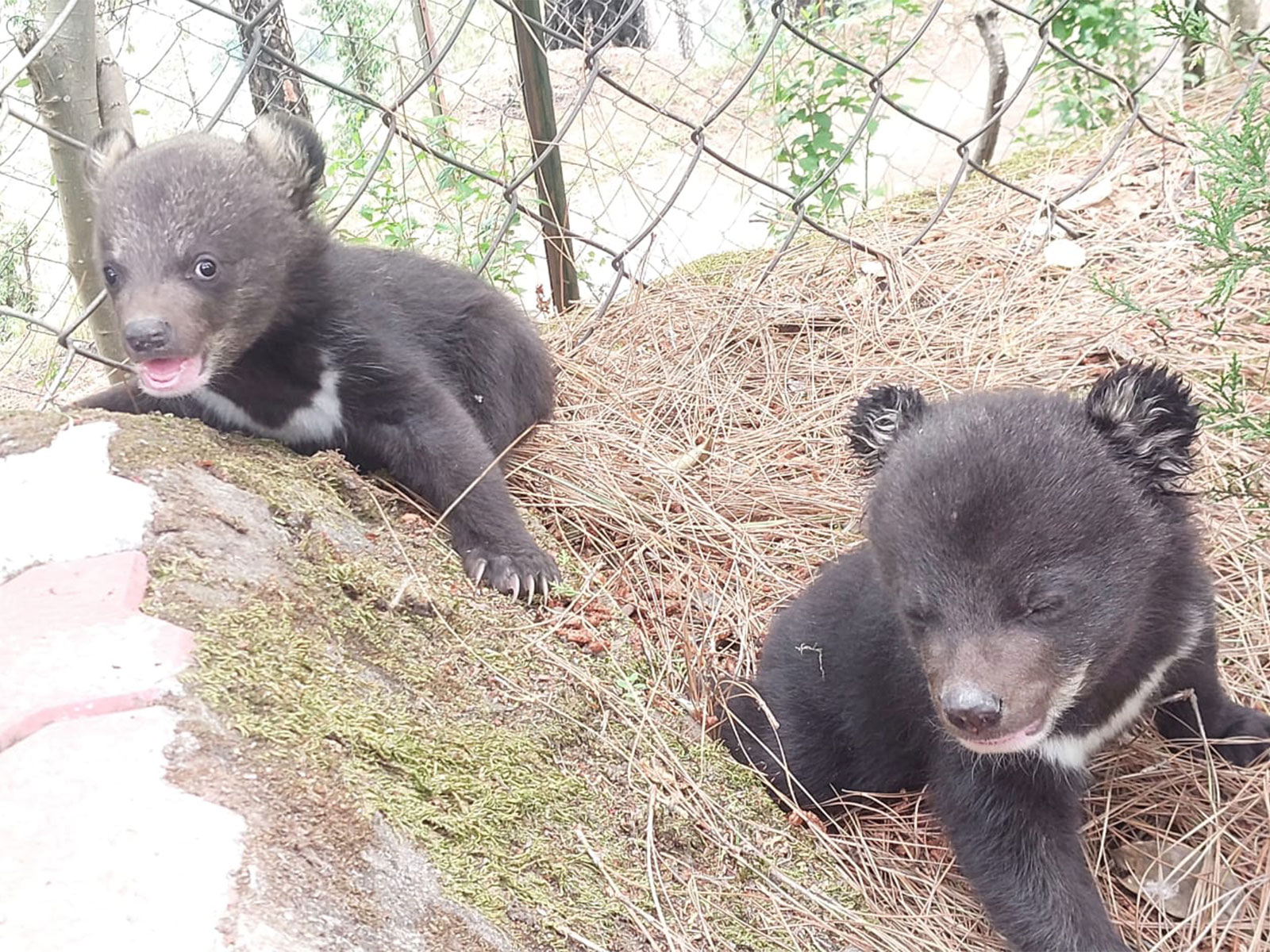 Himachal: Two abandoned Himalayan Black Bear Cubs rescued in Theog ...