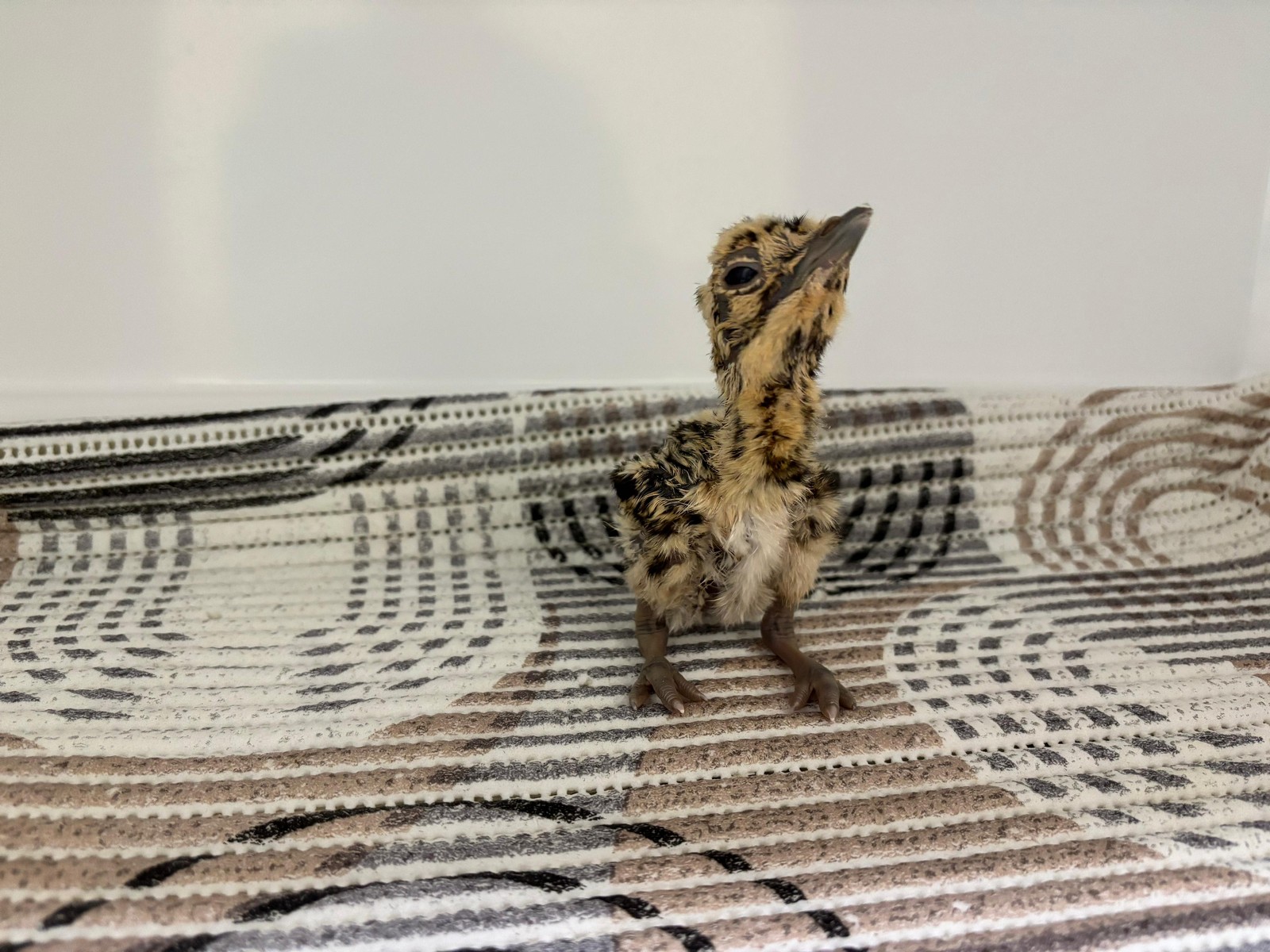 Great Indian Bustard comeback: 82 birds now at Jaisalmer conservation ...