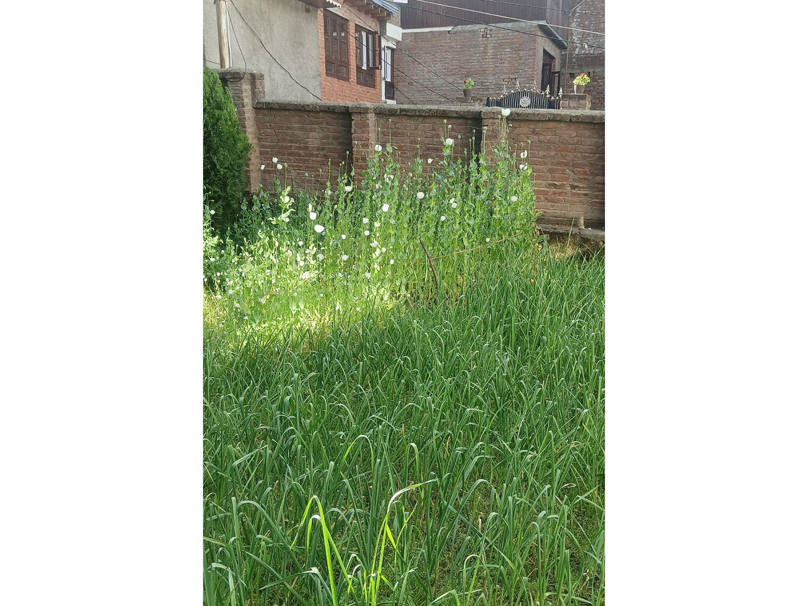 JK: Anantnag Police destroy illegal opium cultivation in Sarnal Bala