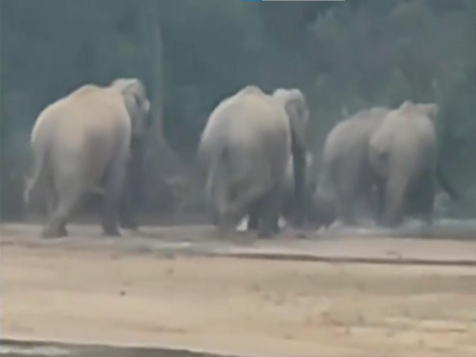 Herd of 22 elephants hold fort in Ramanujganj forest of Chhattisgarh's ...