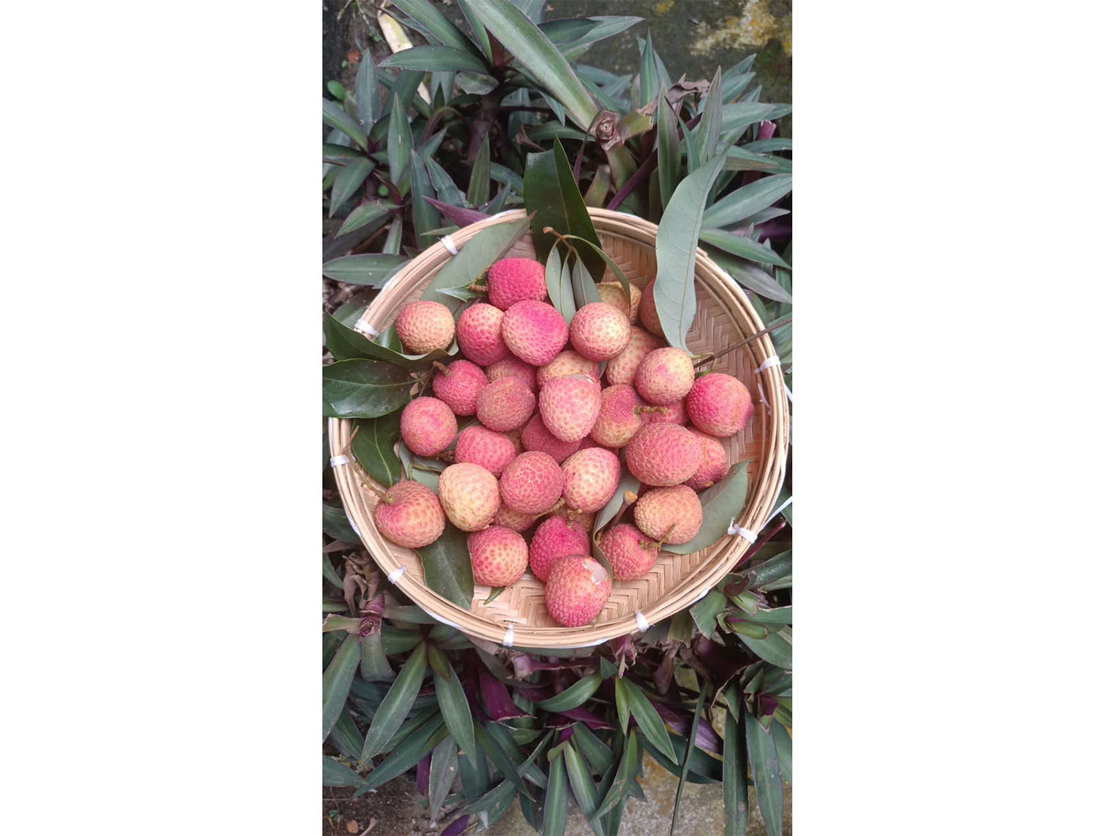 Piyush Goyal hails export of GI-tagged Tezpur litchi to Dubai