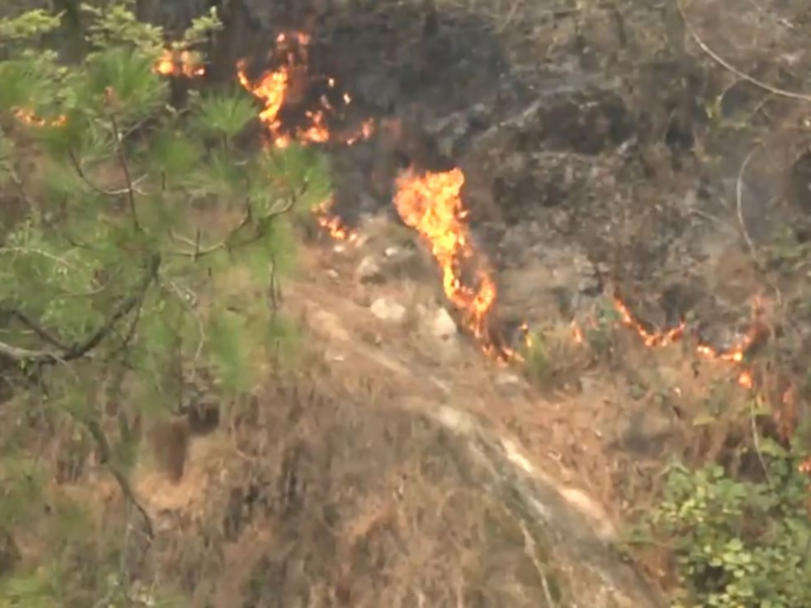 J-K: Forest fire erupts in hills near Katra, firefighting op underway