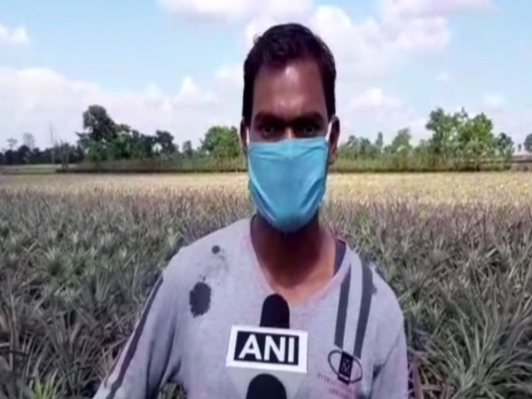 Siliguri's pineapple farmers cry for help as their fruits has no takers ...
