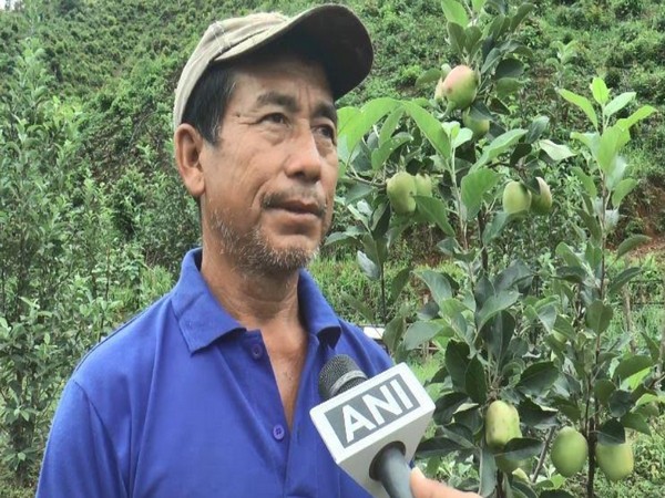 Manipur farmer grows apples in one year!