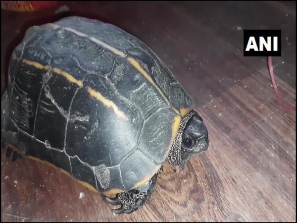 3 held with rare turtle species in Assam