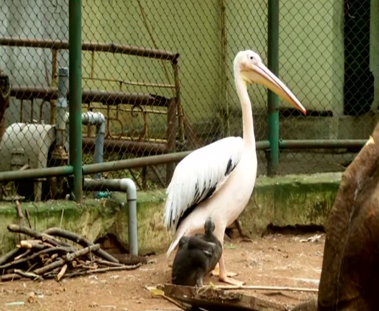Rosy Pelican hatchling in Coimbatore Zoo