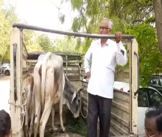 Cow brought to Rajasthan court in ownership case