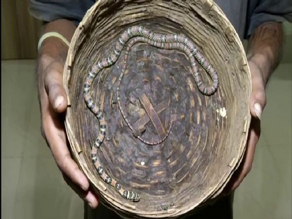 Odisha: Rare flying snake seized from man's possession