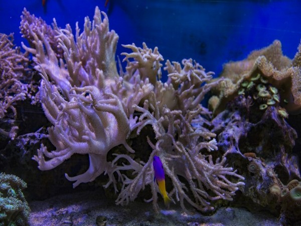 Coral reefs shifting away from equator, researchers point out