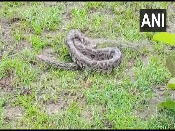 7-feet-long python rescued in Odisha's Kalahandi